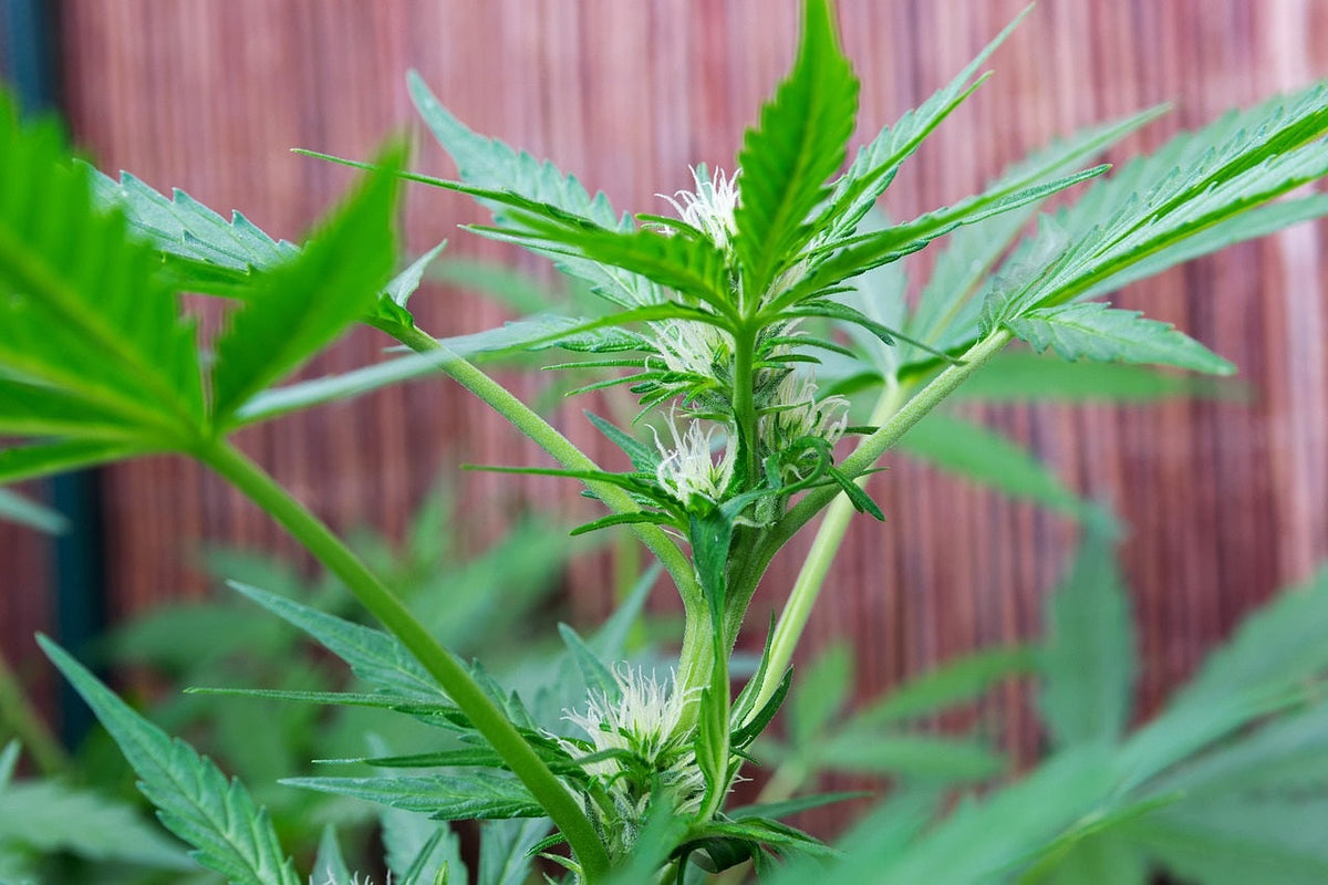 Autoflowering Cannabis Seeds: The Beginner's Guide - Monster Gardens