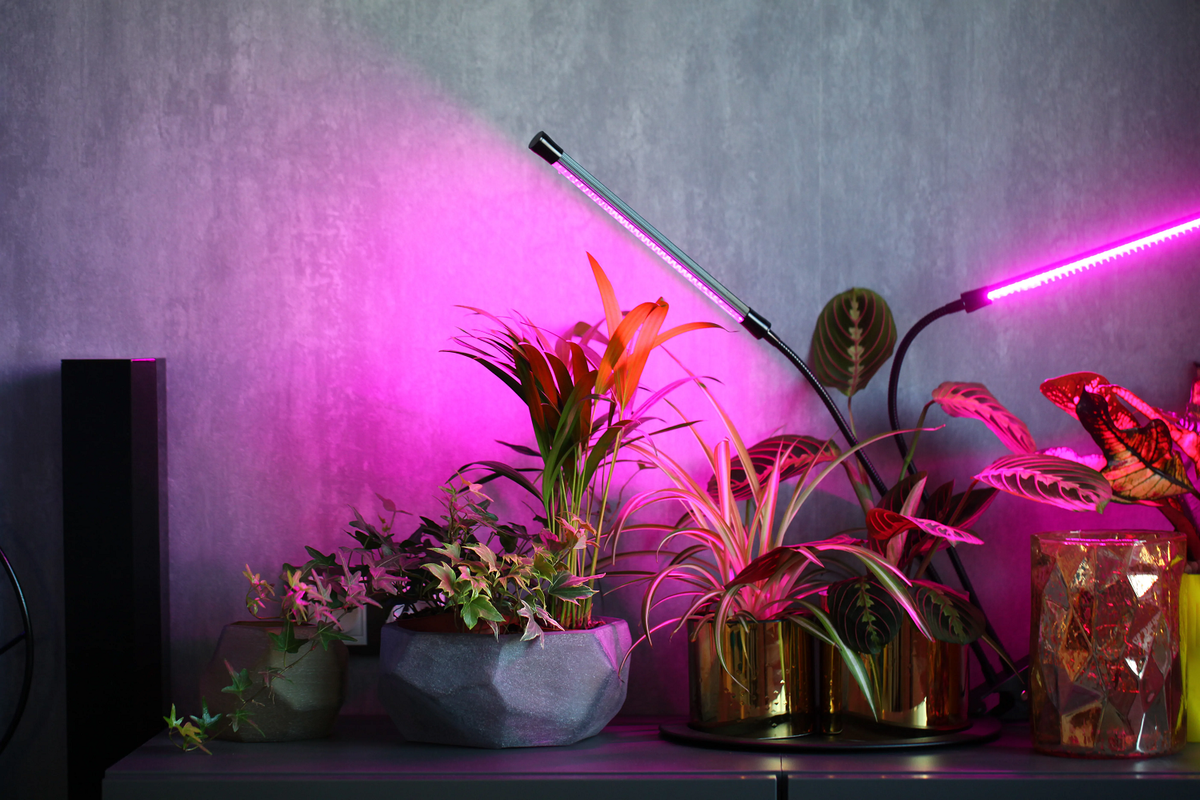 How to Use LED Grow Lights for Indoor Plants – Monster Gardens