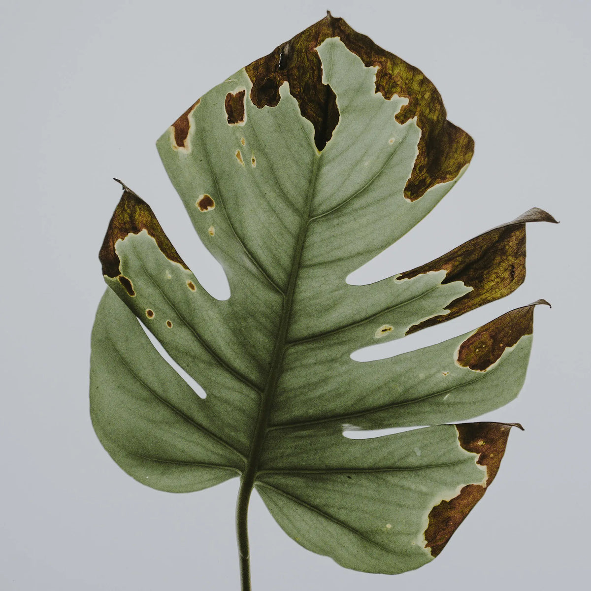 Hydroponic Problems and How to Fix Them – Monster Gardens