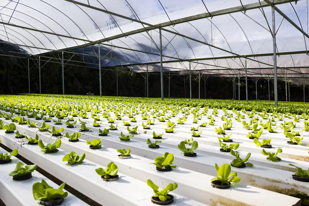 The Simple Science of Plant Growth – Monster Gardens