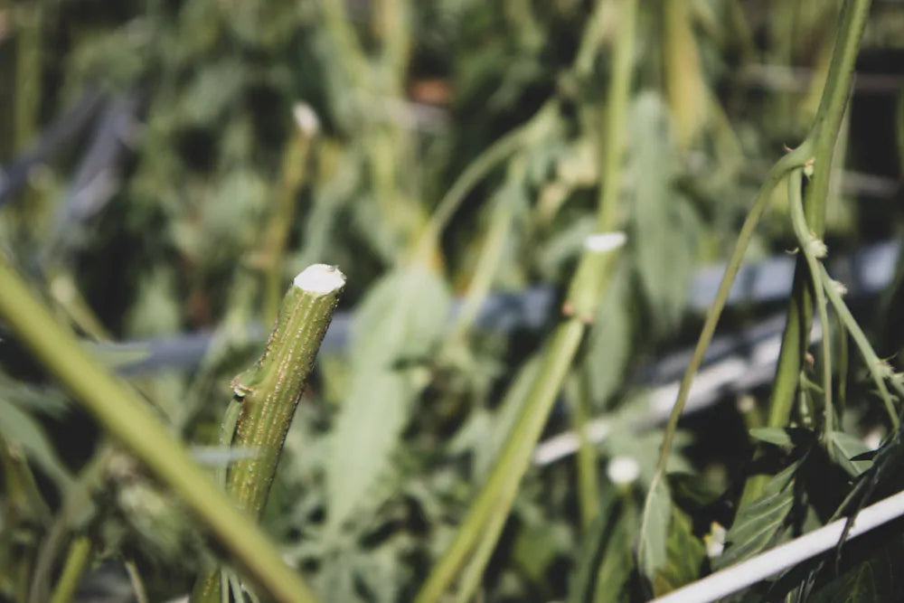 Harvesting: The Essential Tools – Monster Gardens