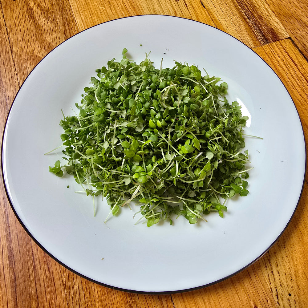Basil Lemon Microgreens Seeds with Grow Mat | Citrus Basil Flavor for ...