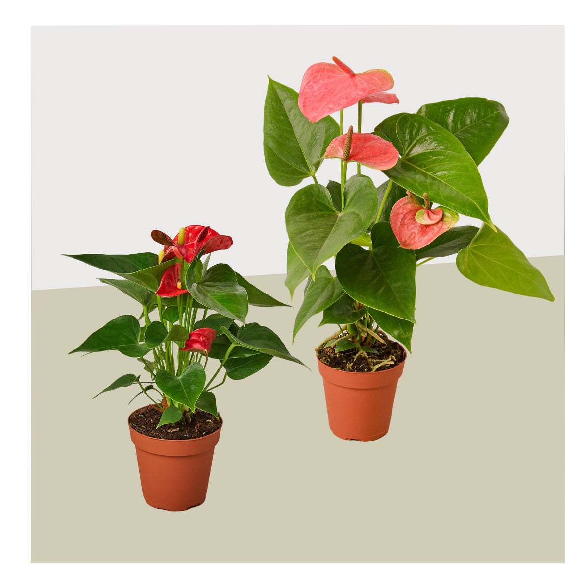 2 Anthurium Variety Pack- All Different Colors - 4" Pots – Monster Gardens