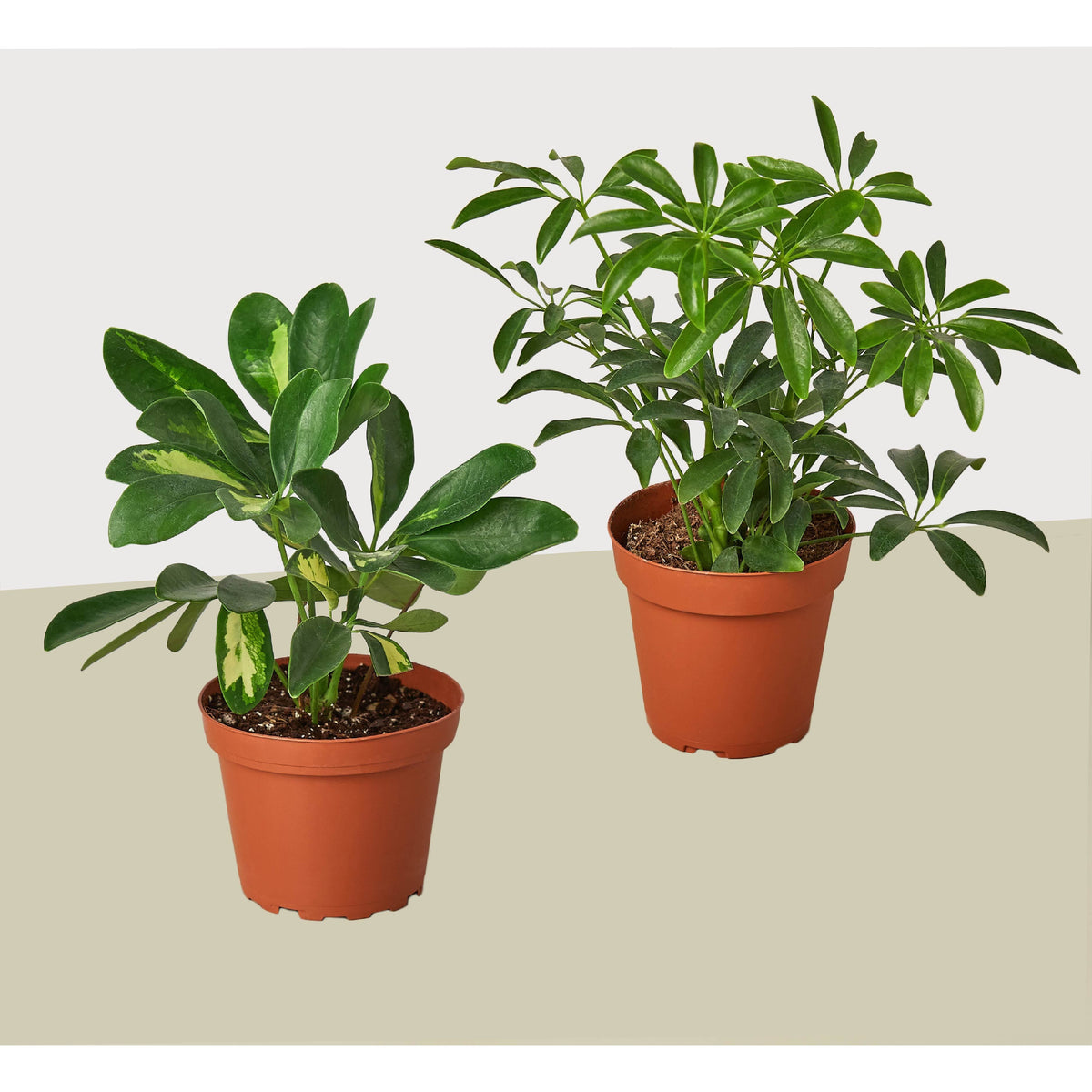 2 Different Schefflera Plants Variety Pack- Live House Plant - FREE Ca ...