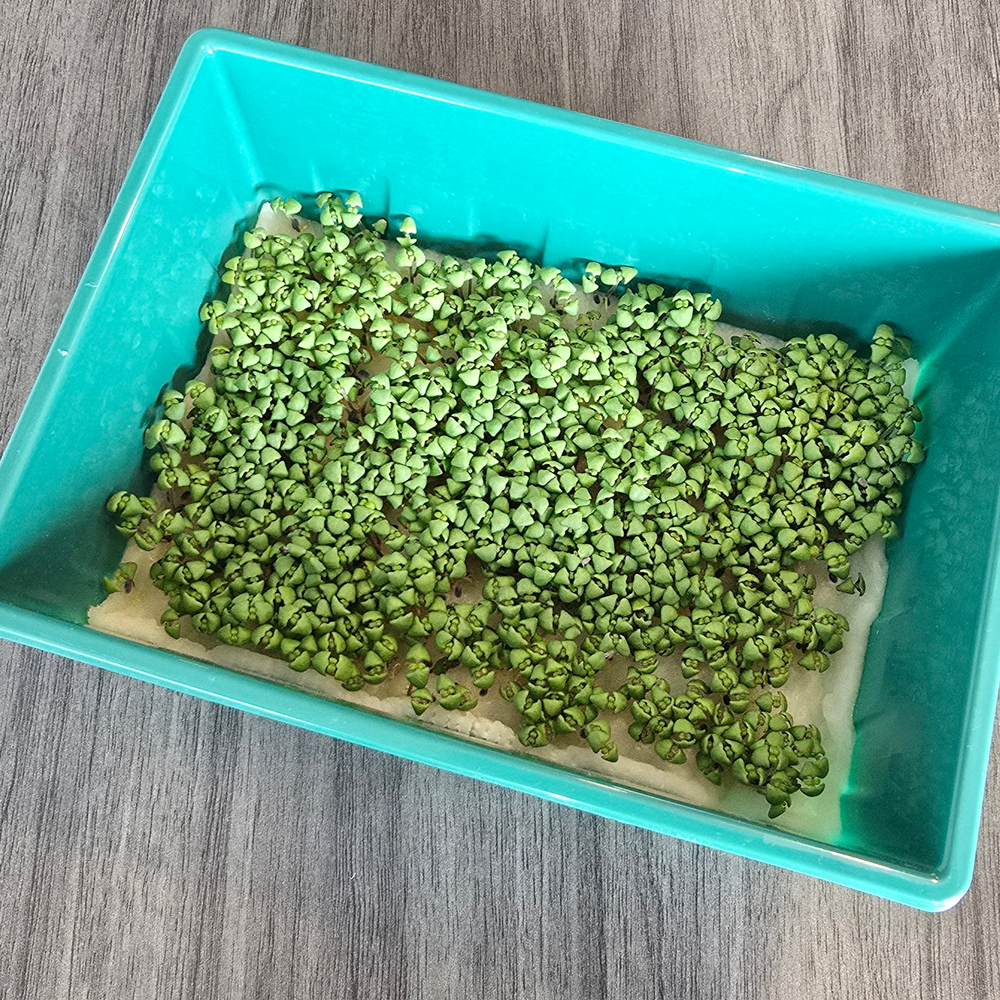 Basil Lemon Microgreens Seeds with Grow Mat | Citrus Basil Flavor for ...