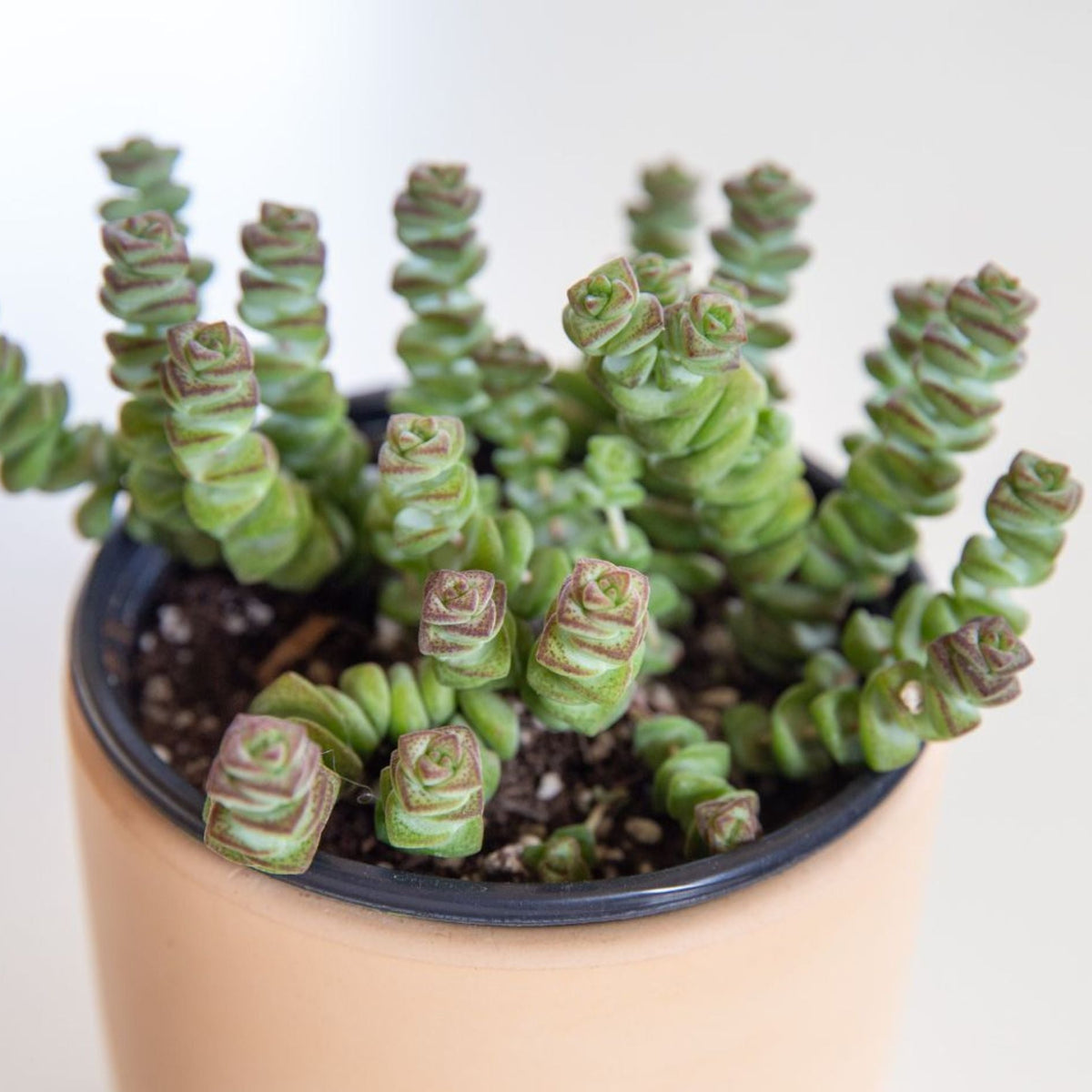 String of Buttons Plant – Crassula perforata - Monster Gardens