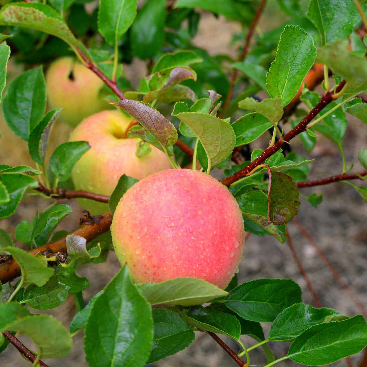 Pink Lady Apple Tree (Malus Domestica) - Monster Gardens