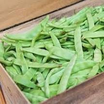 Heirloom Organic Roma II Bush Bean Seeds (15 Seeds) - Monster Gardens