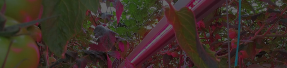 The Best Plant Cloning Kits & Propagation Systems | Monster Gardens