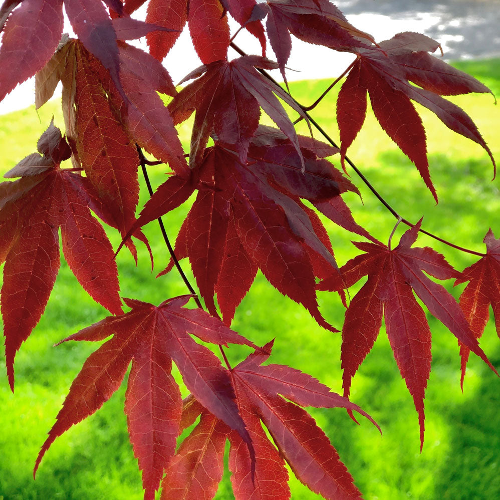 Bloodgood Japanese Maple Tree - Acer palmatum - Monster Gardens