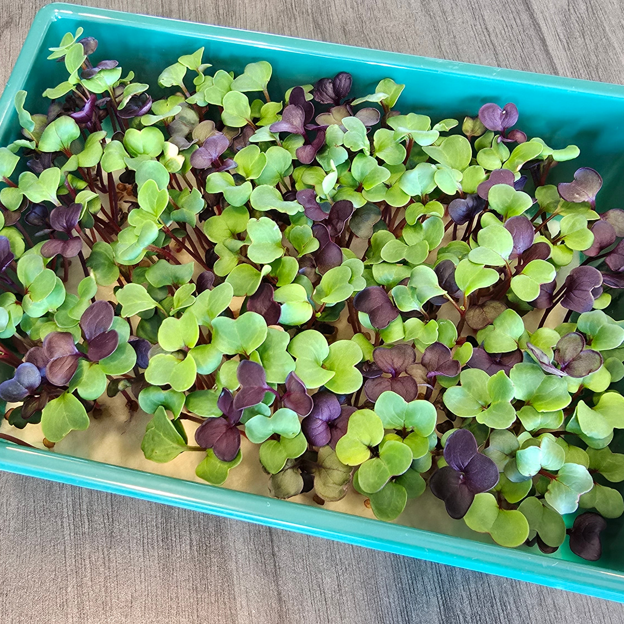 Radish Confetti Mix Microgreens Seeds with Grow Mat - Monster Gardens
