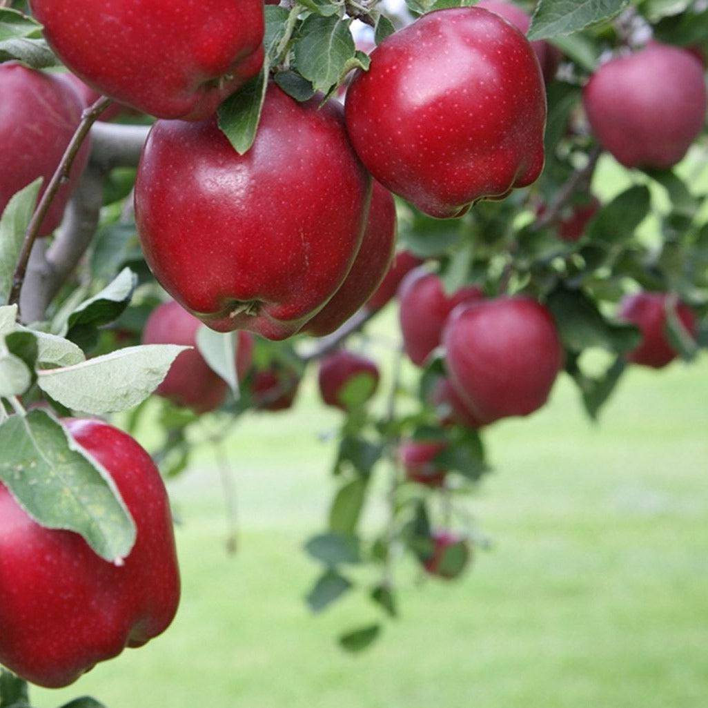 Red Delicious Apple Tree (Malus Domestica) - Monster Gardens