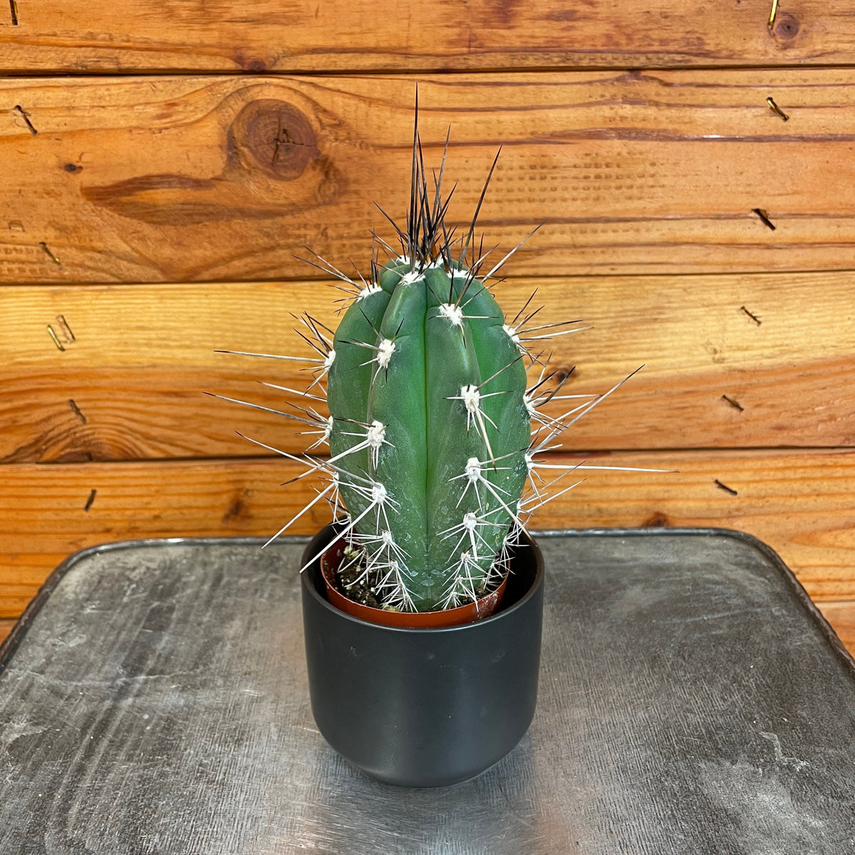 Pachycereus Pringlei, 2" Plant - Monster Gardens