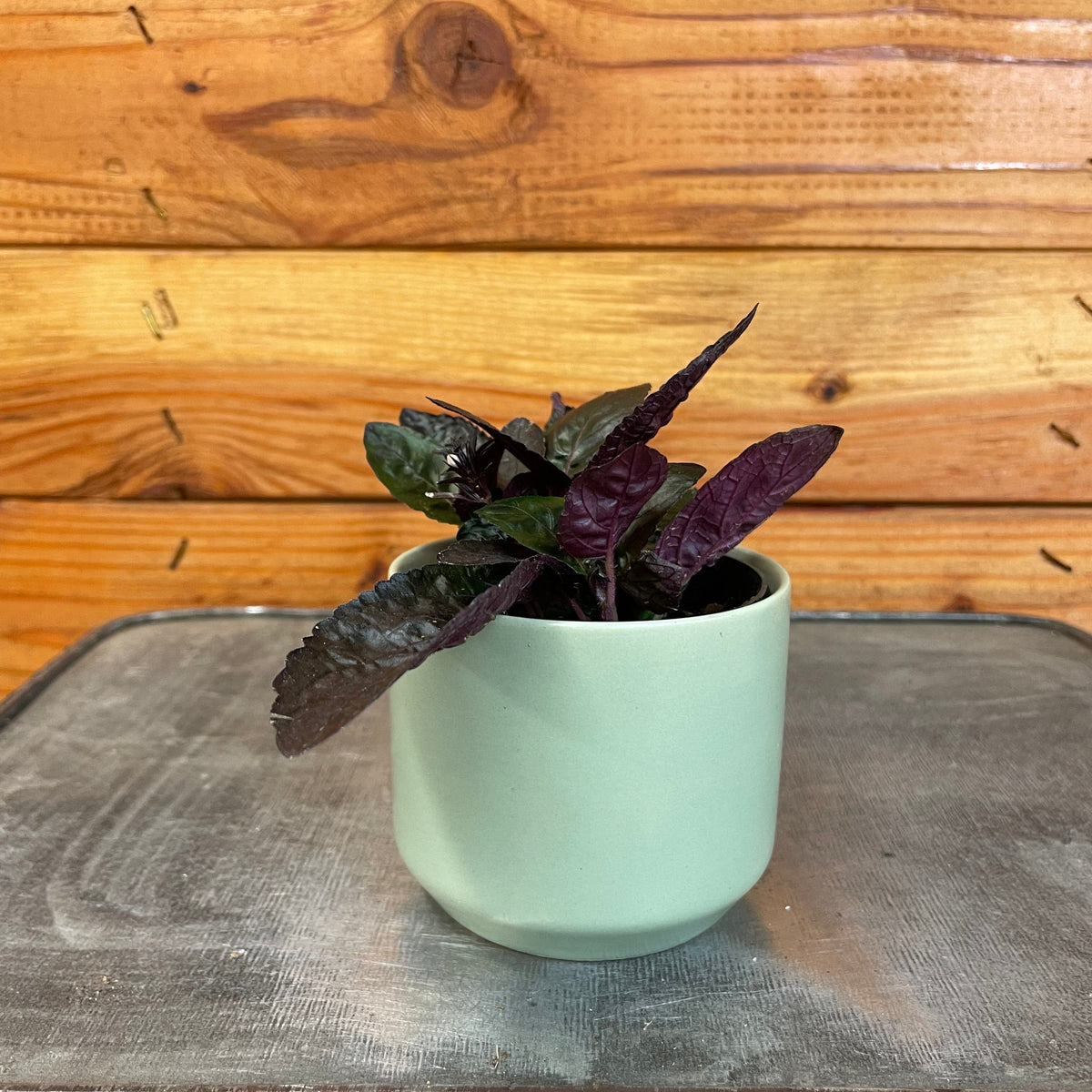 Hemigraphis alternata Purple Waffle, 2" Plant - Monster Gardens